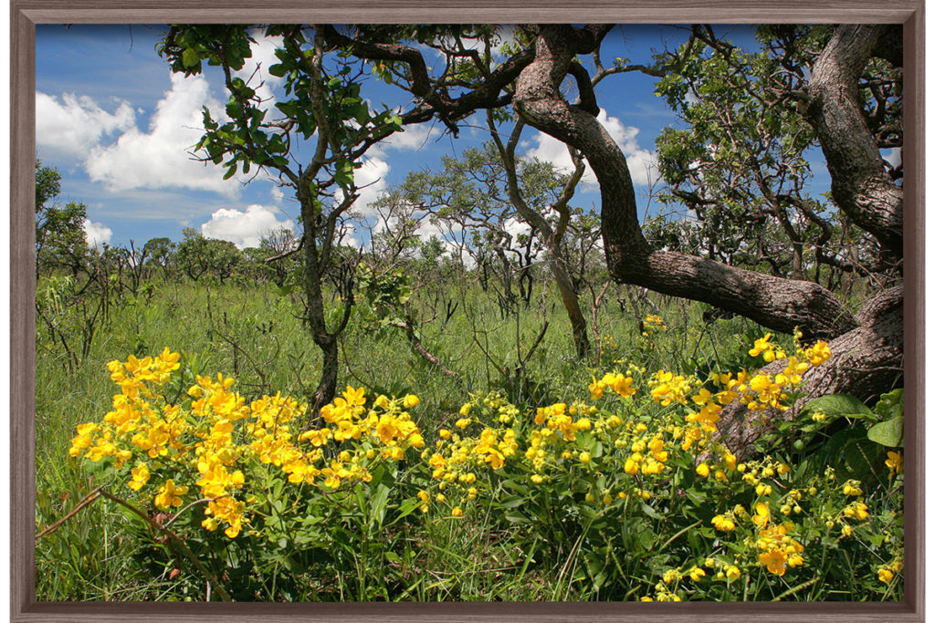Quadro Decorativo Cerrado Goiano, Parque dos Pirineus, por Lázaro Neves ...